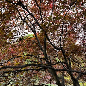 Moonfire Japanese Maple Tree (acer Palmatum 'moonfire') Seeds - NEW FOR ...