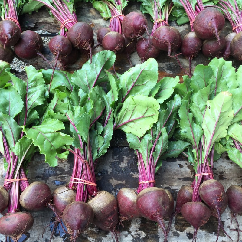 Organic Detroit Red Beet Plant beta Vulgaris Seeds - Etsy