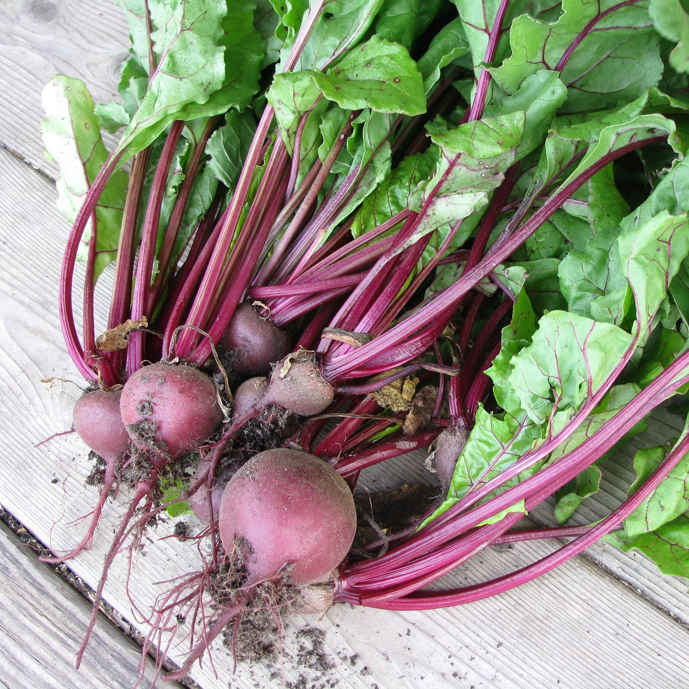 Organic Detroit Red Beet Plant beta Vulgaris Seeds - Etsy