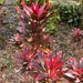Red Hawaiian Compacta Cordyline Ti Plant Seeds - Etsy
