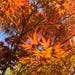 Hubb's Red Willow Japanese Maple Tree (acer Palmatum 'hubb's Red Willow ...