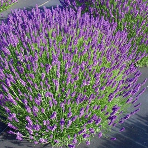 Munstead Lavender Plant (lavandula Munstead) Seeds - Etsy