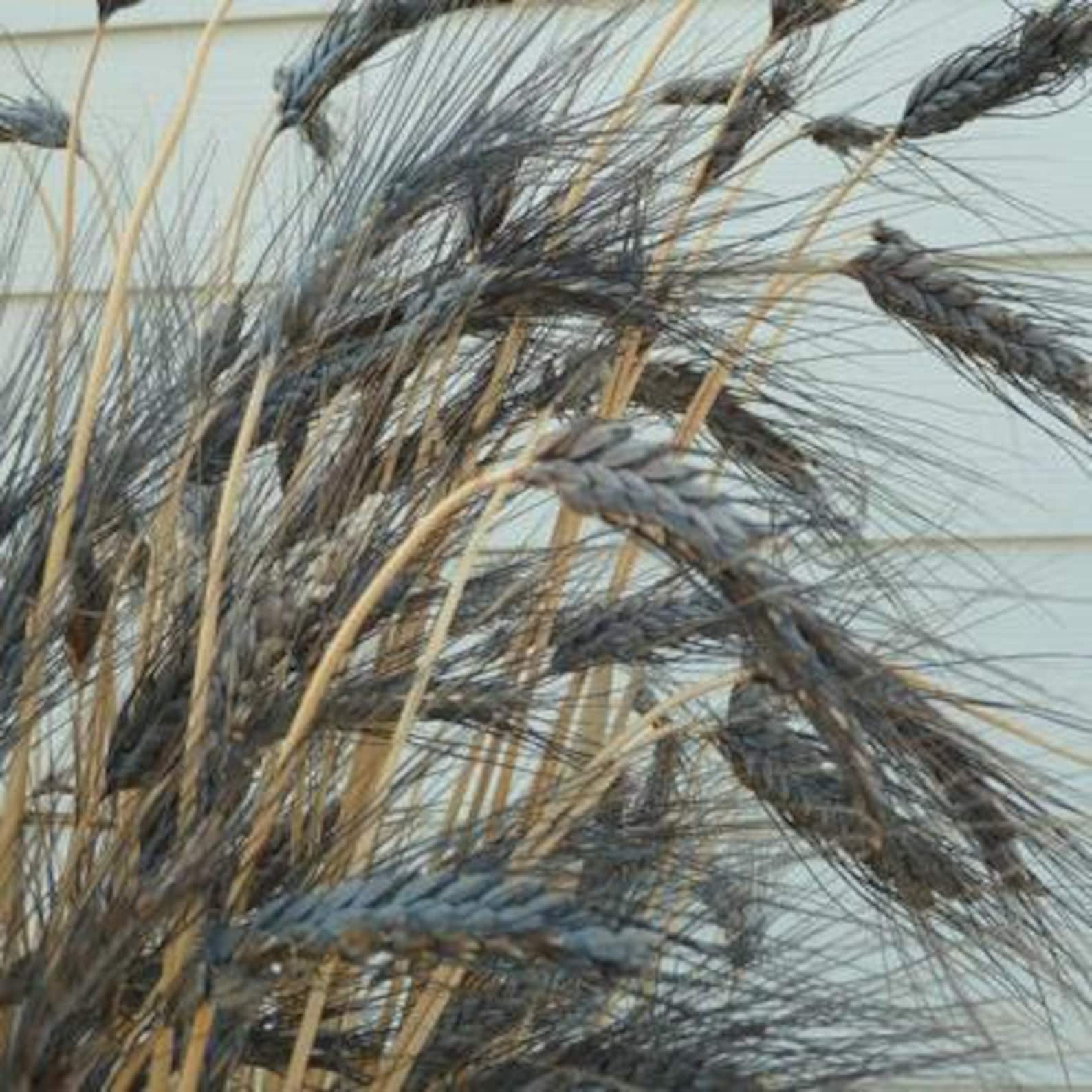 Black Knight Ornamental Wheat Grass (triticum Aestivum) Seeds - Etsy
