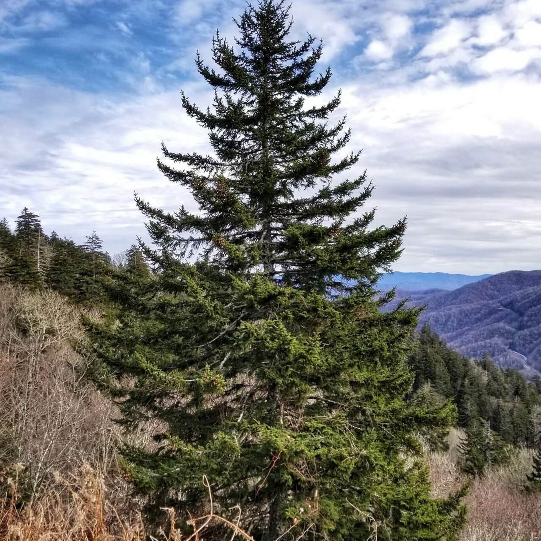 Red Spruce Tree (picea Rubens) Seeds - Etsy