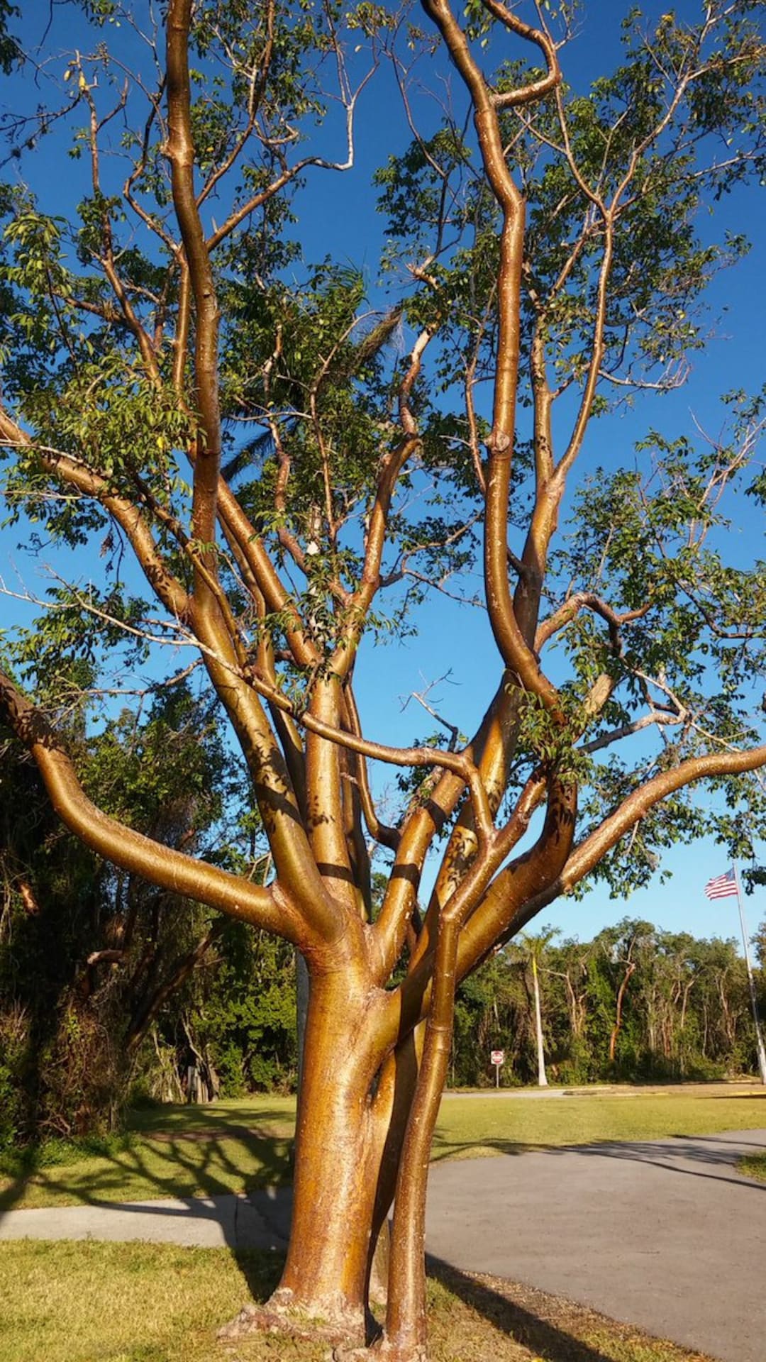 Gumbo Limbo "tourist" Tree (bursera Simaruba) Seeds - Etsy