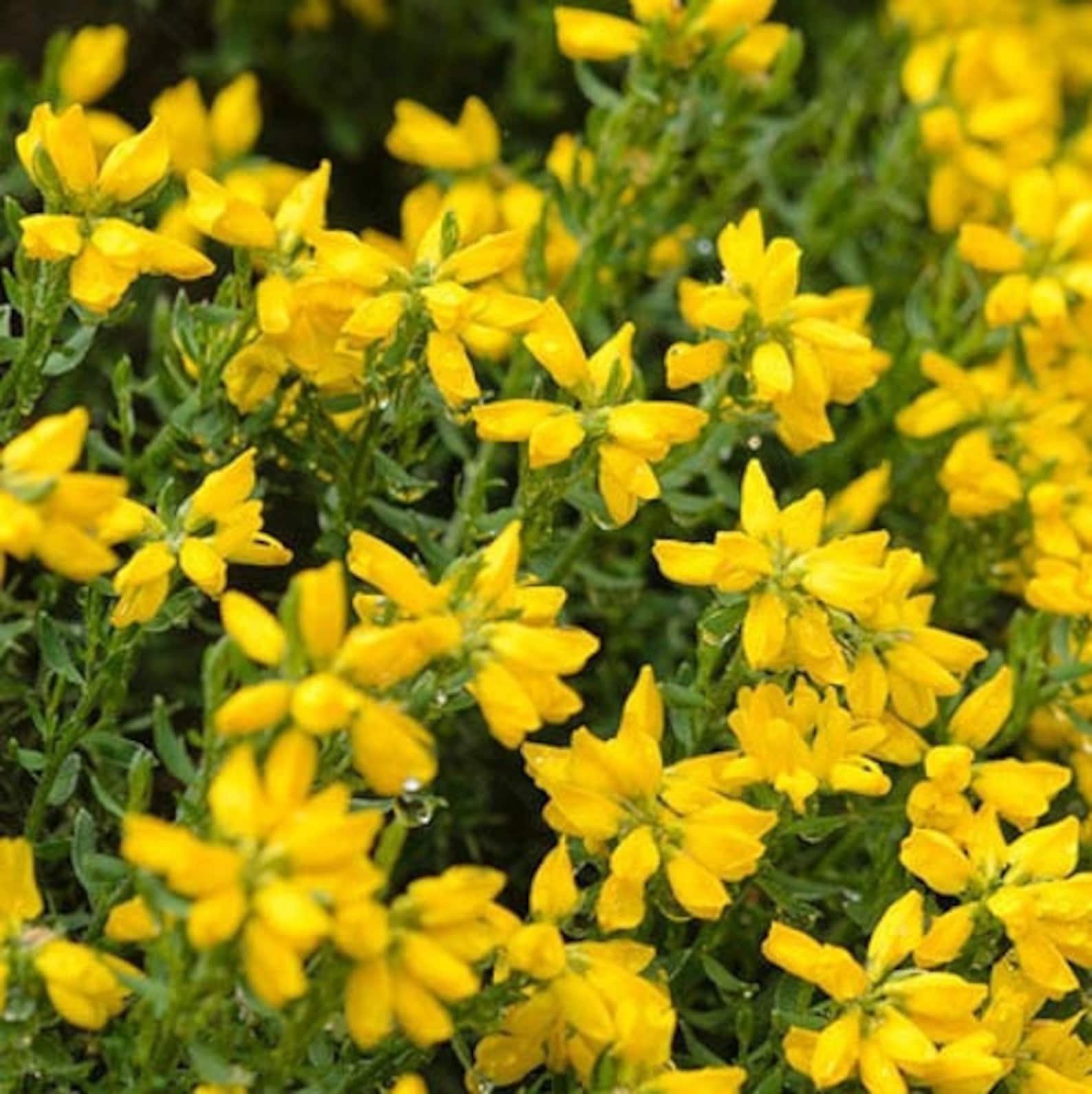 Spanish Broom Plant (spartium Junceum) Seeds - Etsy