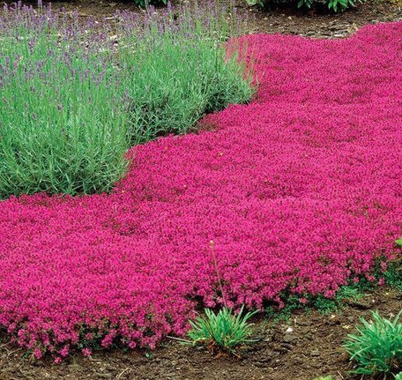 El Tomillo Rastrero Es Tóxico Para Los Perros