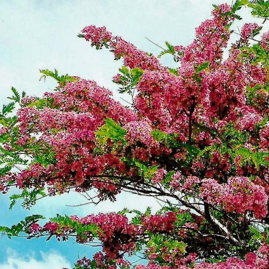 Rainbow Shower Tree cassia Javanica Seeds - Etsy