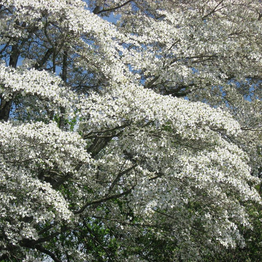 Kay's Appalachian Mist Flowering Dogwood Tree (cornus Florida 'kay's ...