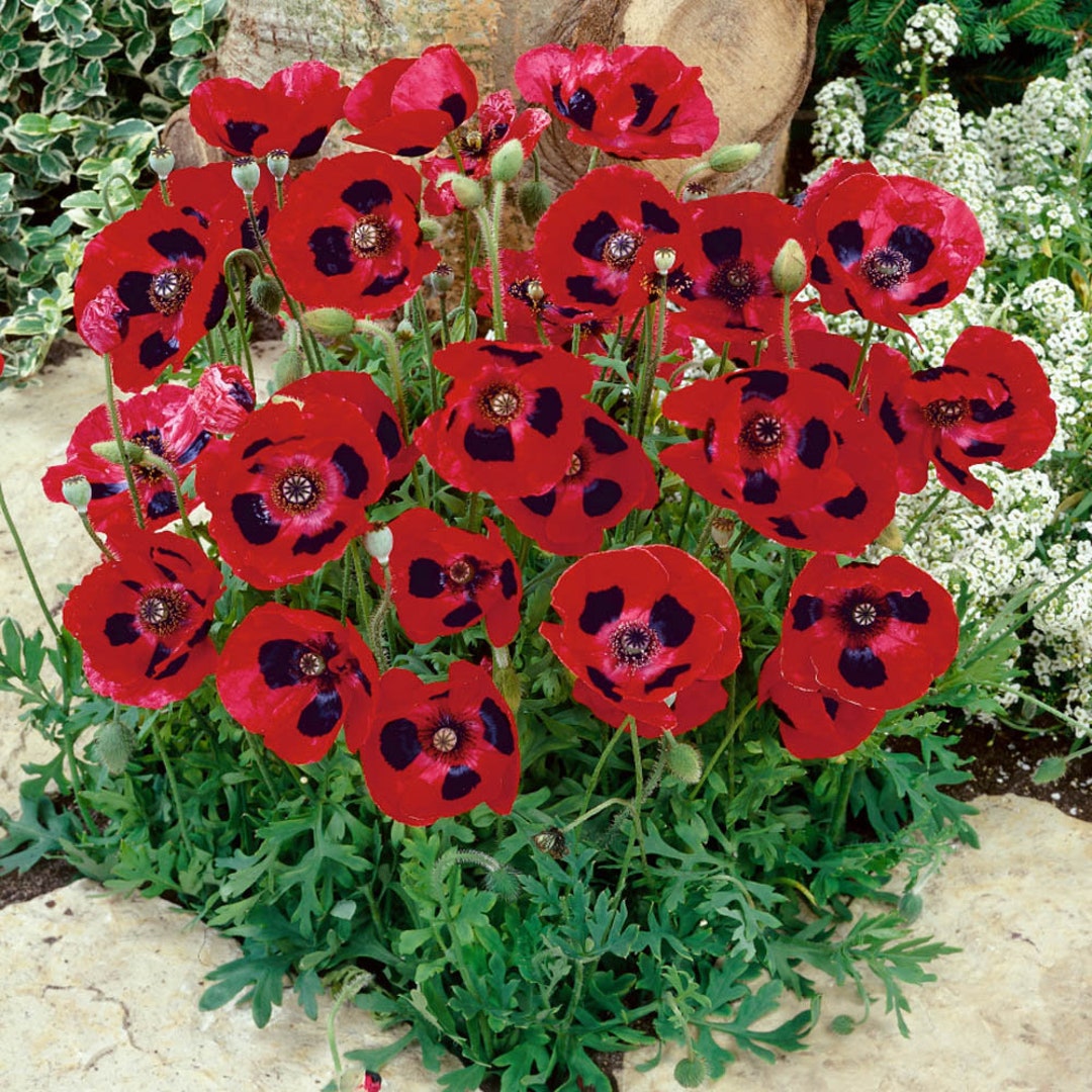 Lady Bird Poppy Flower (papaver Commutatum) Seeds - Etsy