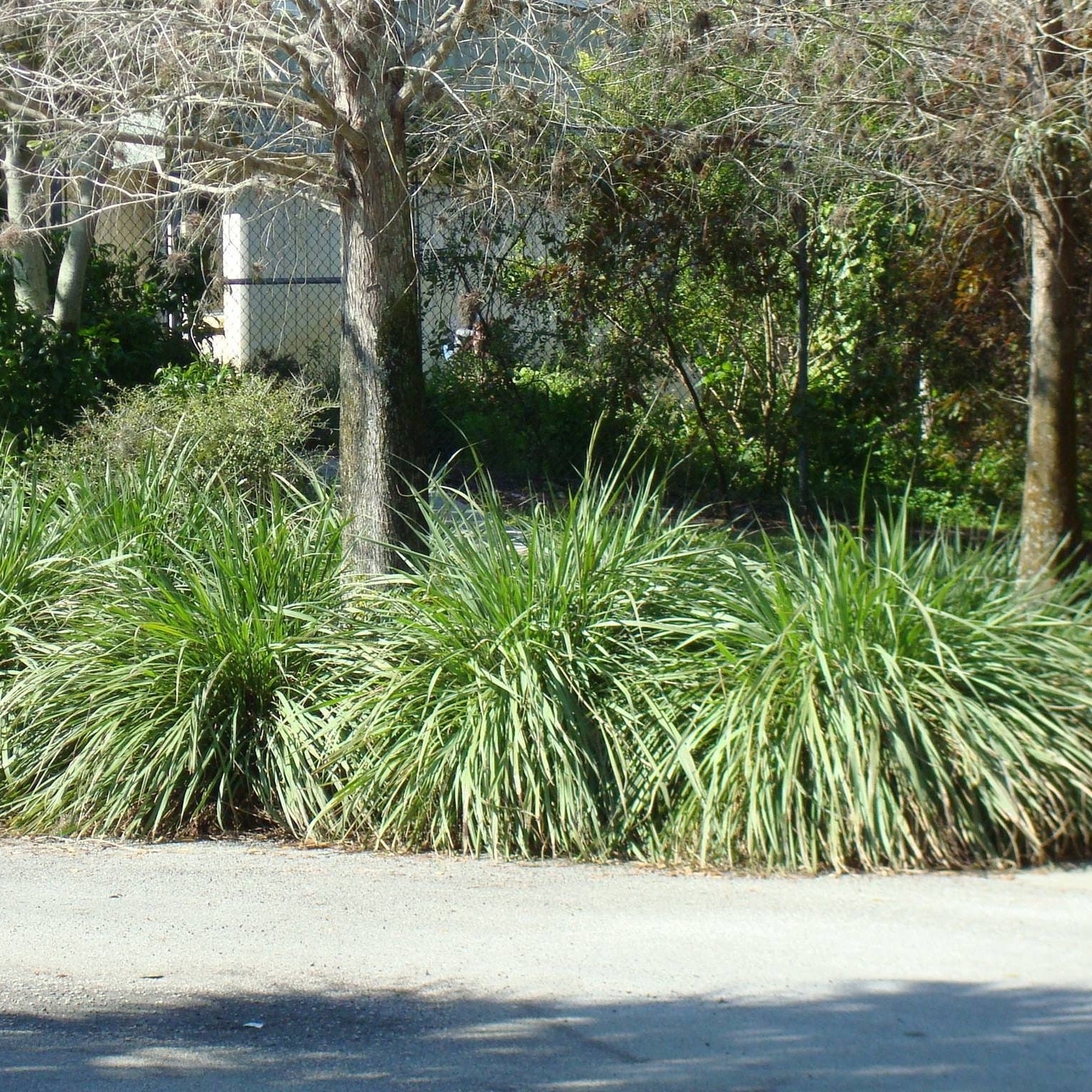 Tripsacum Dactyloides Fakahatchee Grass