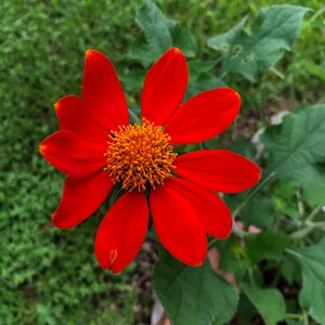 Mexican Torch Sunflower (tithonia Rotundifolia) Seeds - Etsy