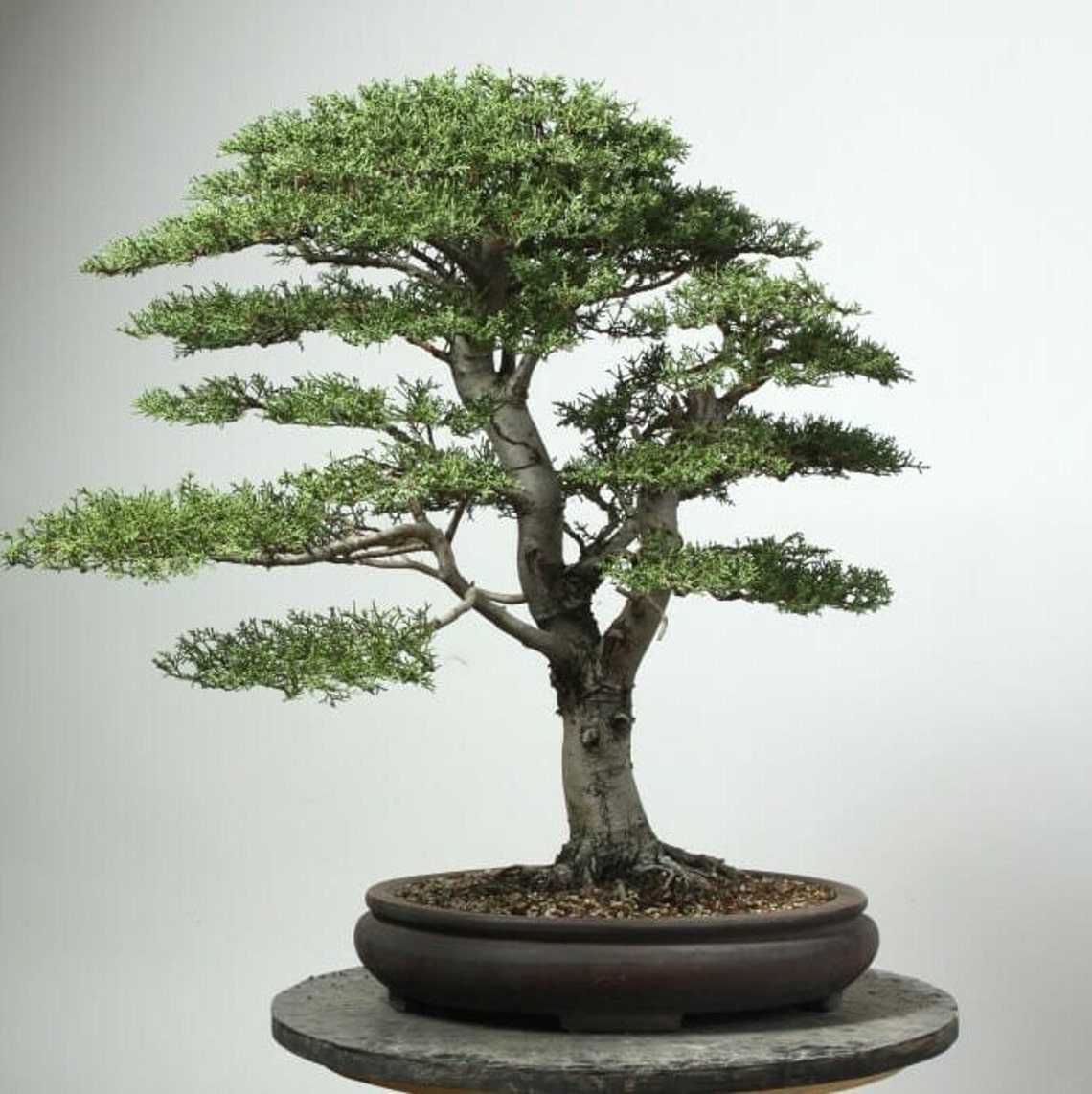 Monterey Cypress Tree (cupressus Macrocarpa) Seeds - Etsy