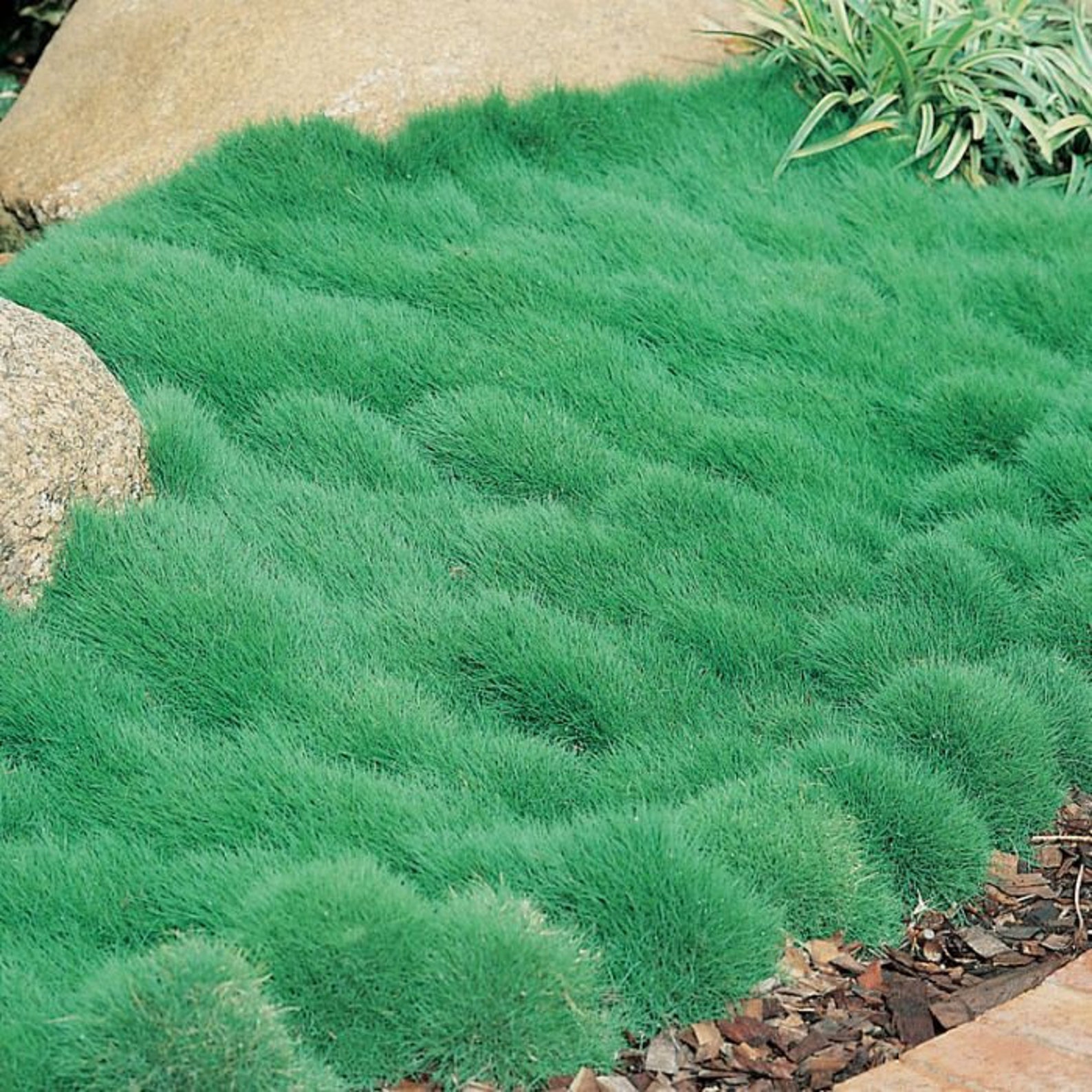 Korean Zoysia Ornamental Grass Zoysia Japonica Seeds Etsy