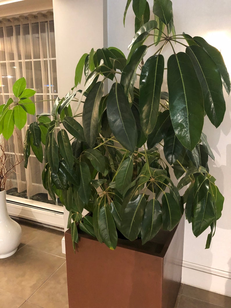 Umbrella octopus Tree schefflera Actinophylla - Etsy