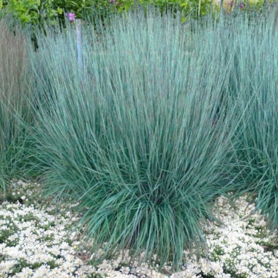 Pequeña Hierba Ornamental De Tallo Azul 30 Flores Para Tu Jardín