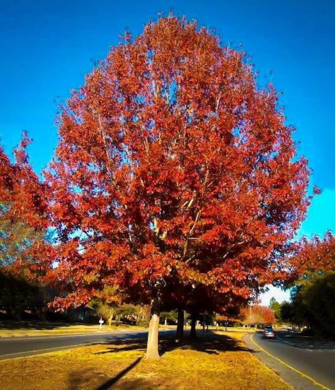 Scarlet Red Oak Tree Seeds - Etsy