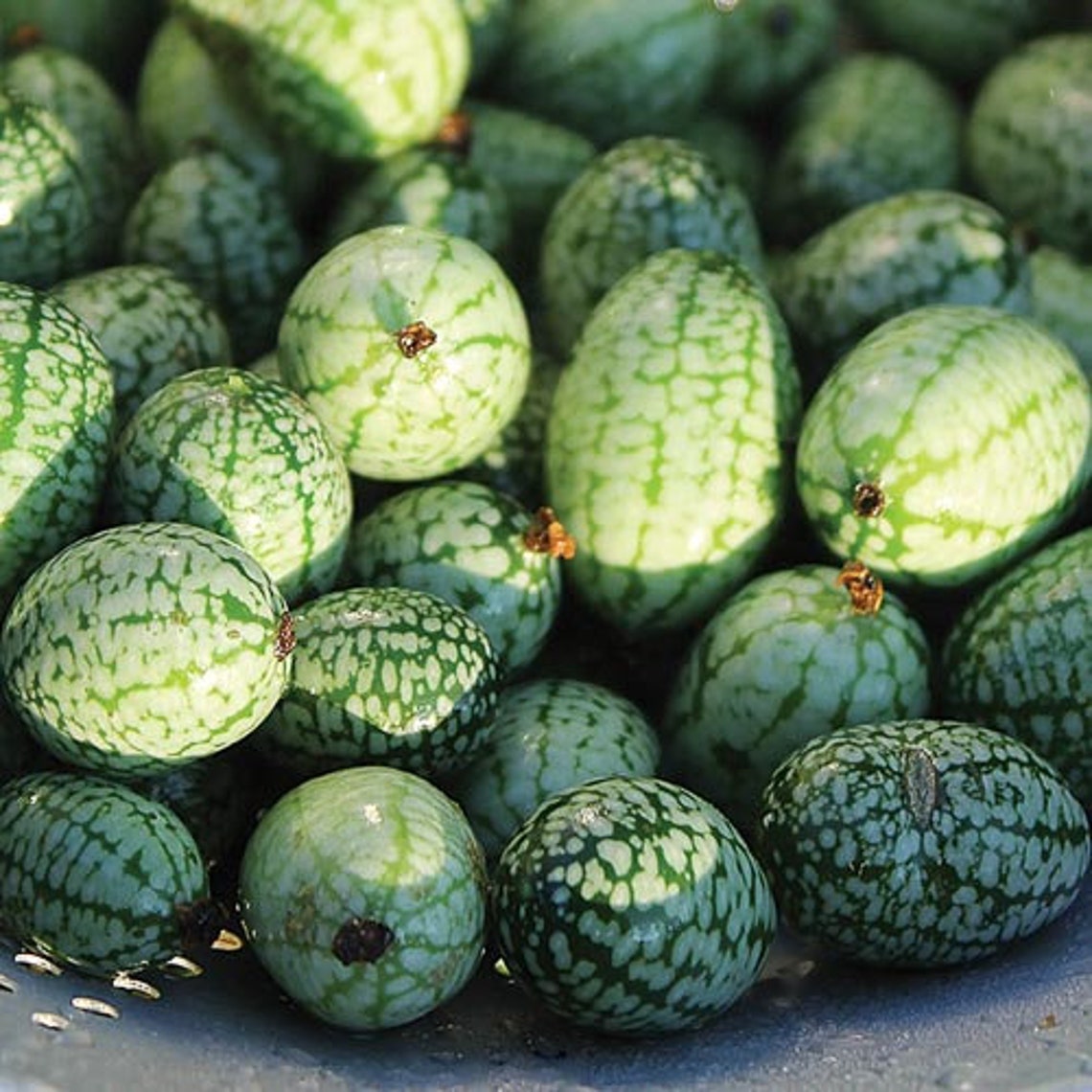 Cucamelon Mexican Gherkin Plant (melothria Scabra) Seeds - Etsy