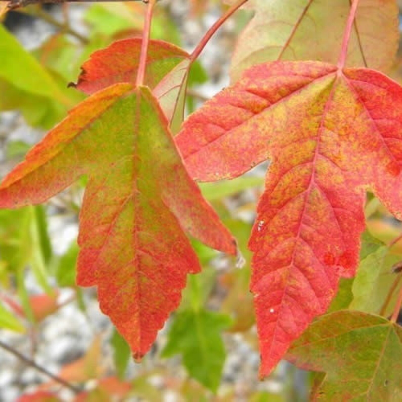 Trident Maple Tree (acer Buergerianum) Seeds - Etsy