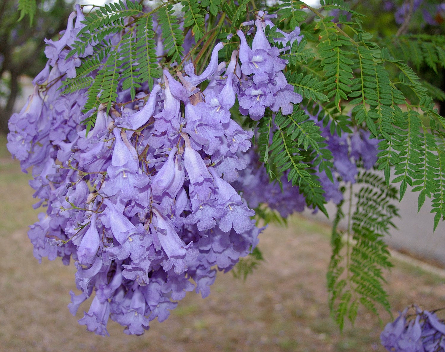 Blue Jacaranda Tree jacaranda Mimosaefolia Seeds - Etsy