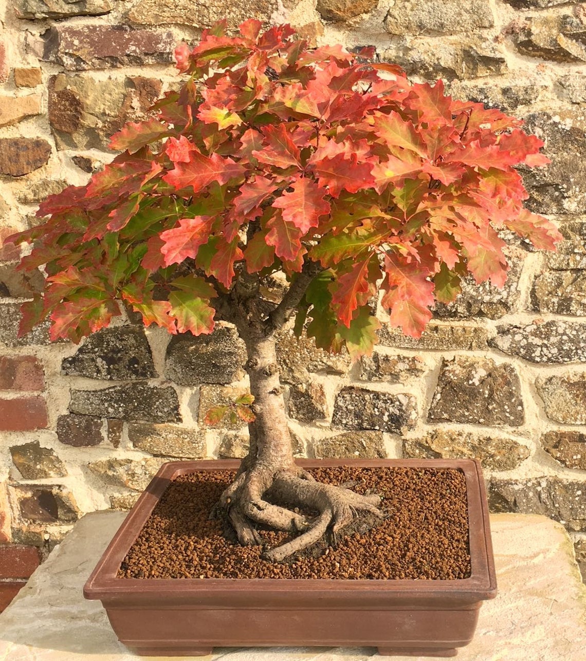 Scarlet Red Oak Tree Seeds - Etsy