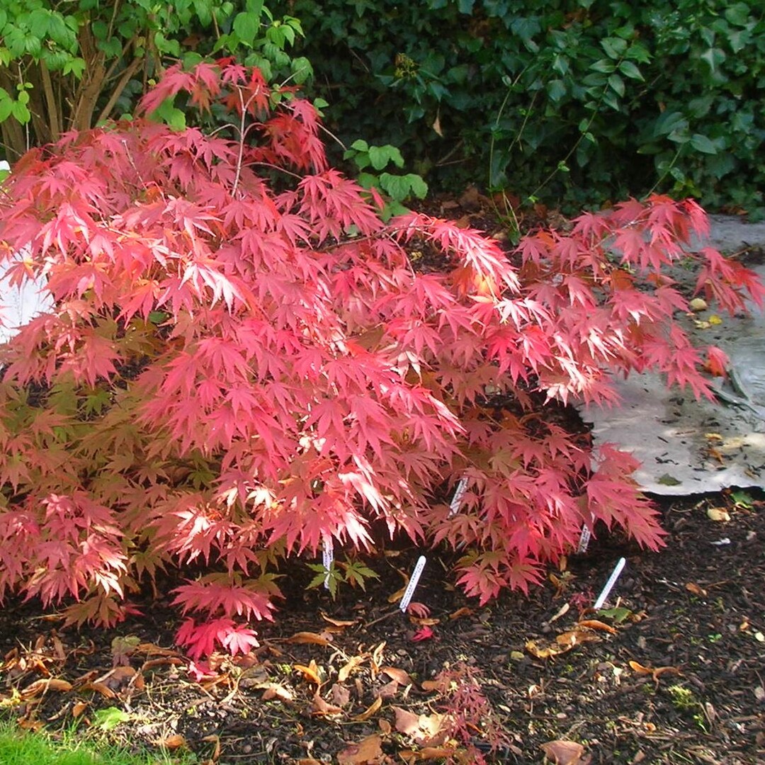 Matsukaze Japanese Maple Tree (acer Palmatum 'matsukaze') Seeds - NEW ...