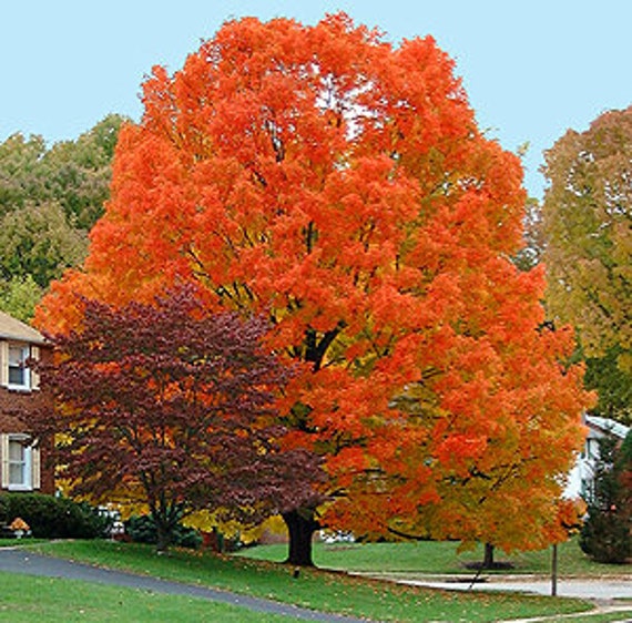Mountain Maple Tree