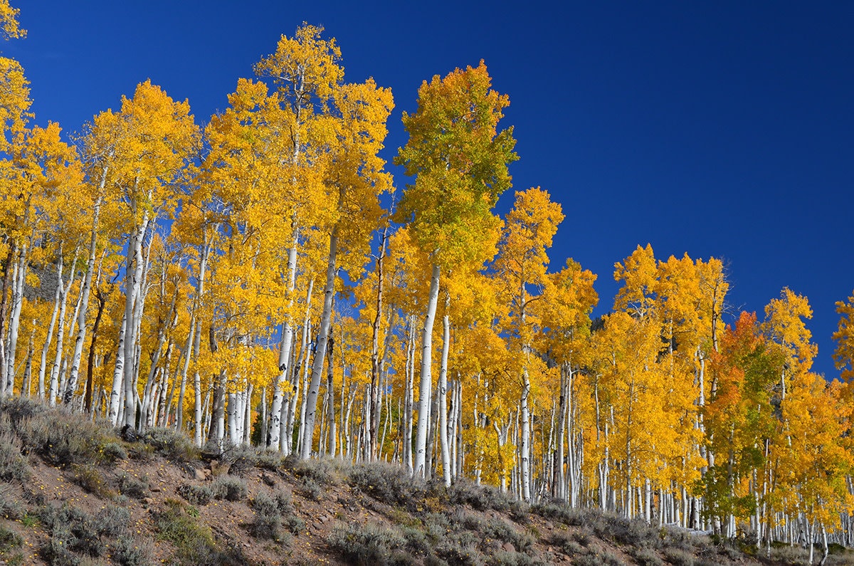 Golden Quaking Aspen Tree (populus Tremuloides) Seeds - Etsy