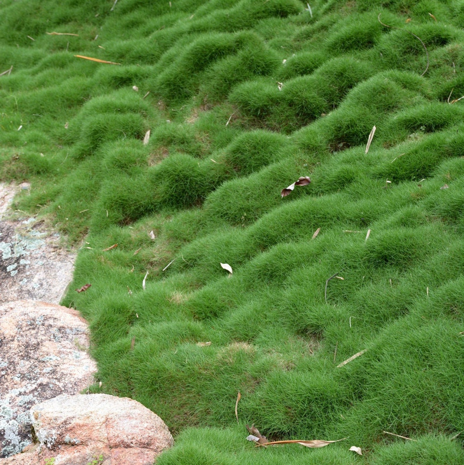 Korean Zoysia Ornamental Grass Zoysia Japonica Seeds Etsy