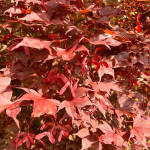 Moonfire Japanese Maple Tree (acer Palmatum 'moonfire') Seeds - NEW FOR ...