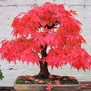 Fireglow Japanese Maple Tree (acer Palmatum 'fireglow') Seeds - NEW FOR ...