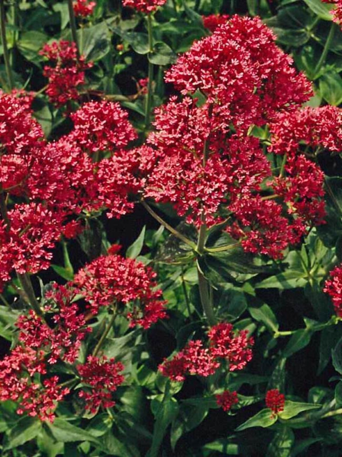 Jupiter's Beard / Red Valerian (centranthus Ruber) Seeds - Etsy