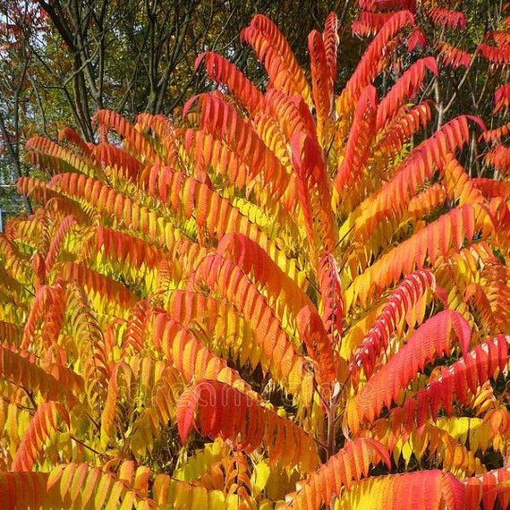 Flameleaf Sumac Tree rhus Lanceolata Seeds - Etsy
