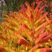 Black Knight Ornamental Wheat Grass triticum Aestivum Seeds - Etsy