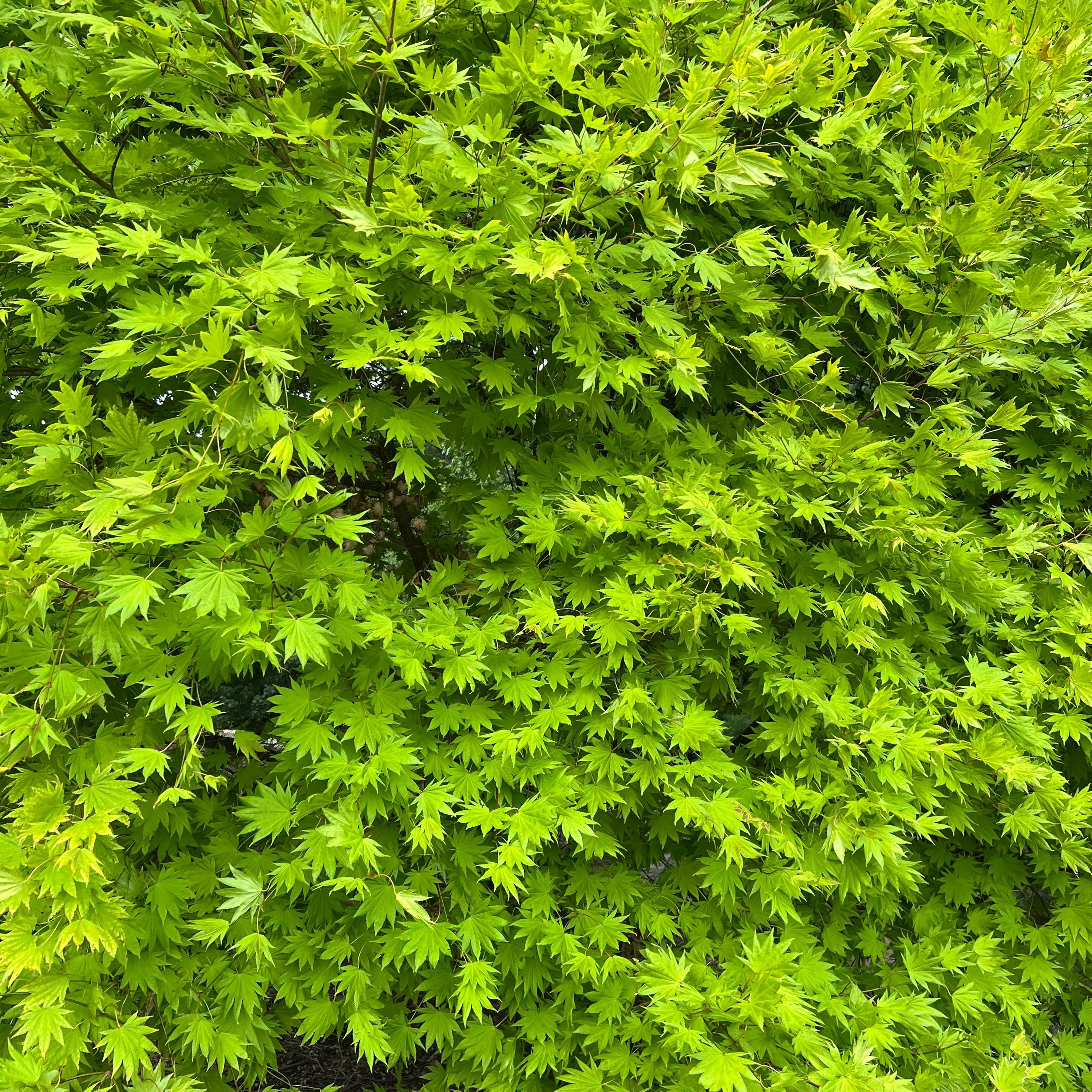 Moonrise Full Moon Japanese Maple Tree (acer Shirasawanum 'moonrise ...