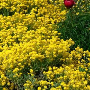 Alyssum "basket of Gold" Ornamental Groundcover (aurinia Saxatilis ...