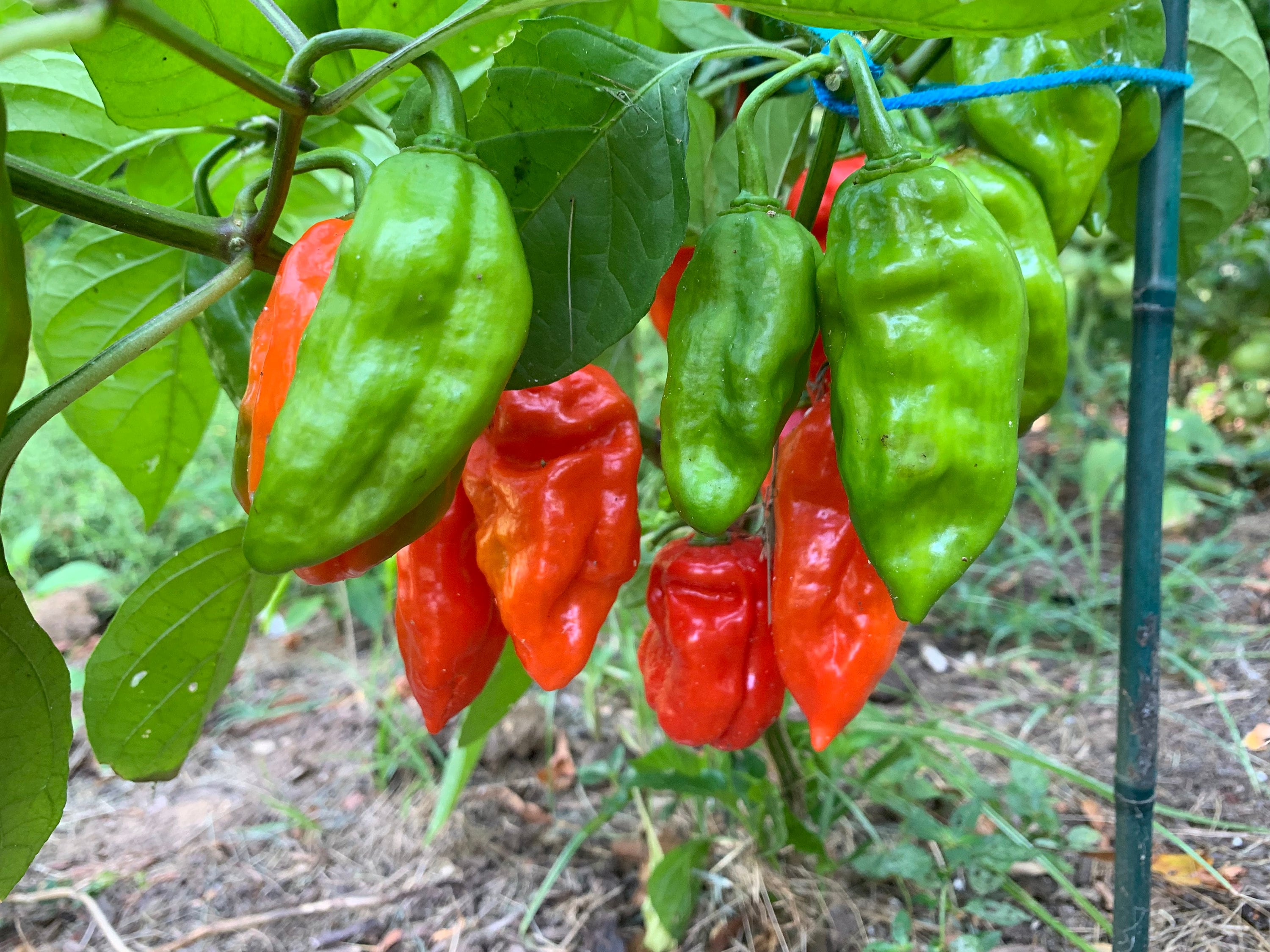 Habanero Plant Drawing