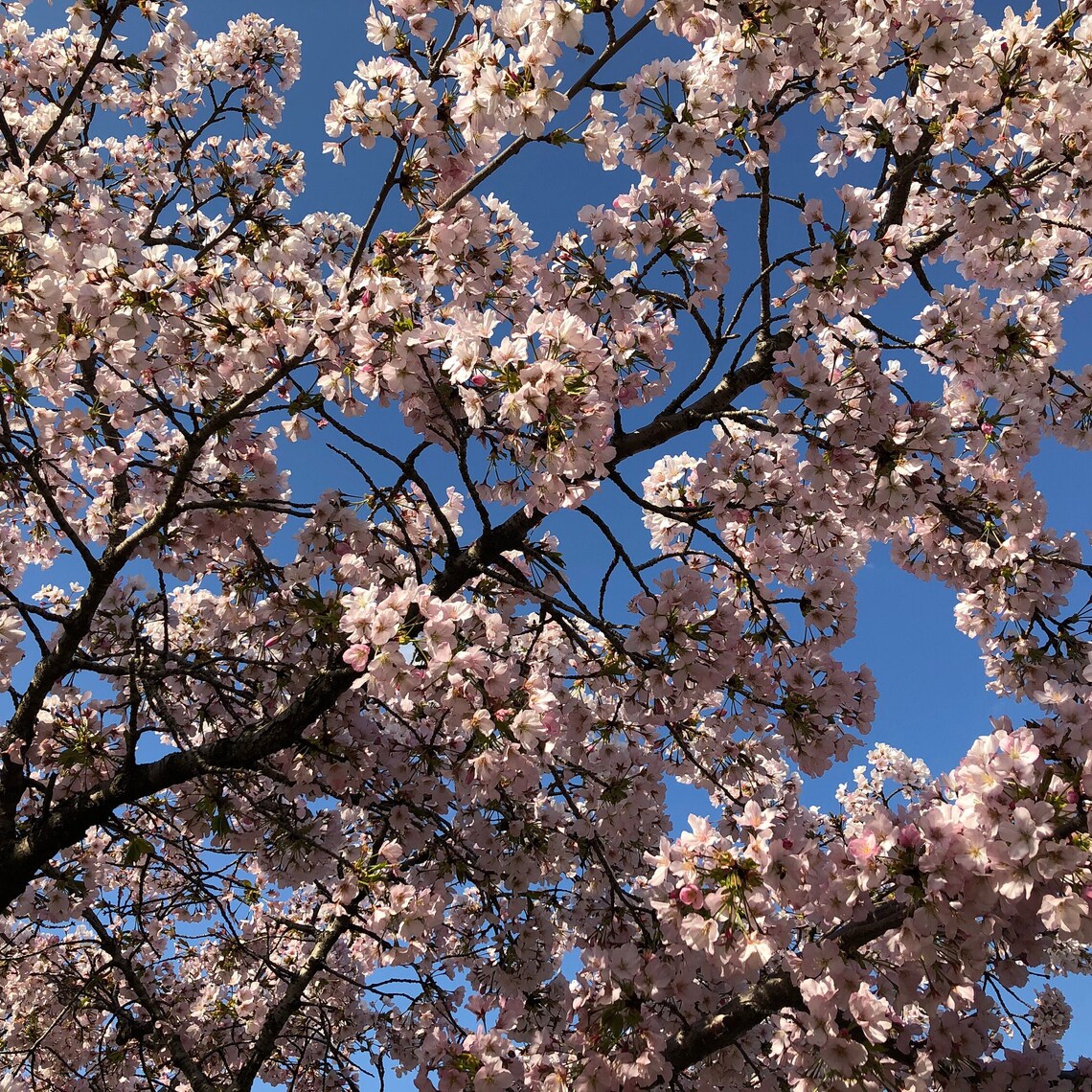 Higan Japanese Flowering Cherry Tree (prunus Subhirtella) Seeds - NEW ...