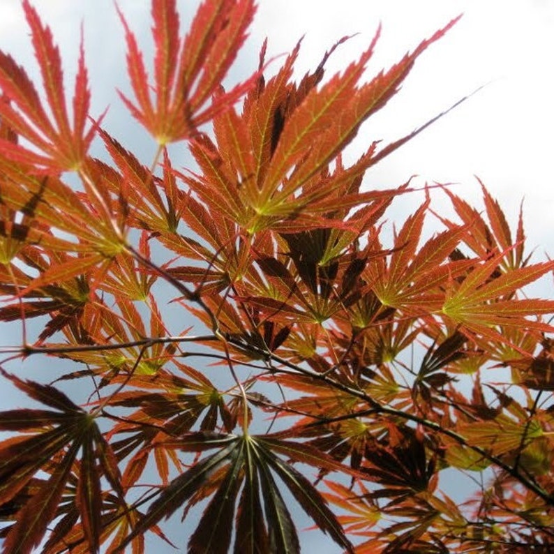 Inazuma Japanese Maple Tree (acer Palmatum 'inazuma') Seeds - NEW FOR ...