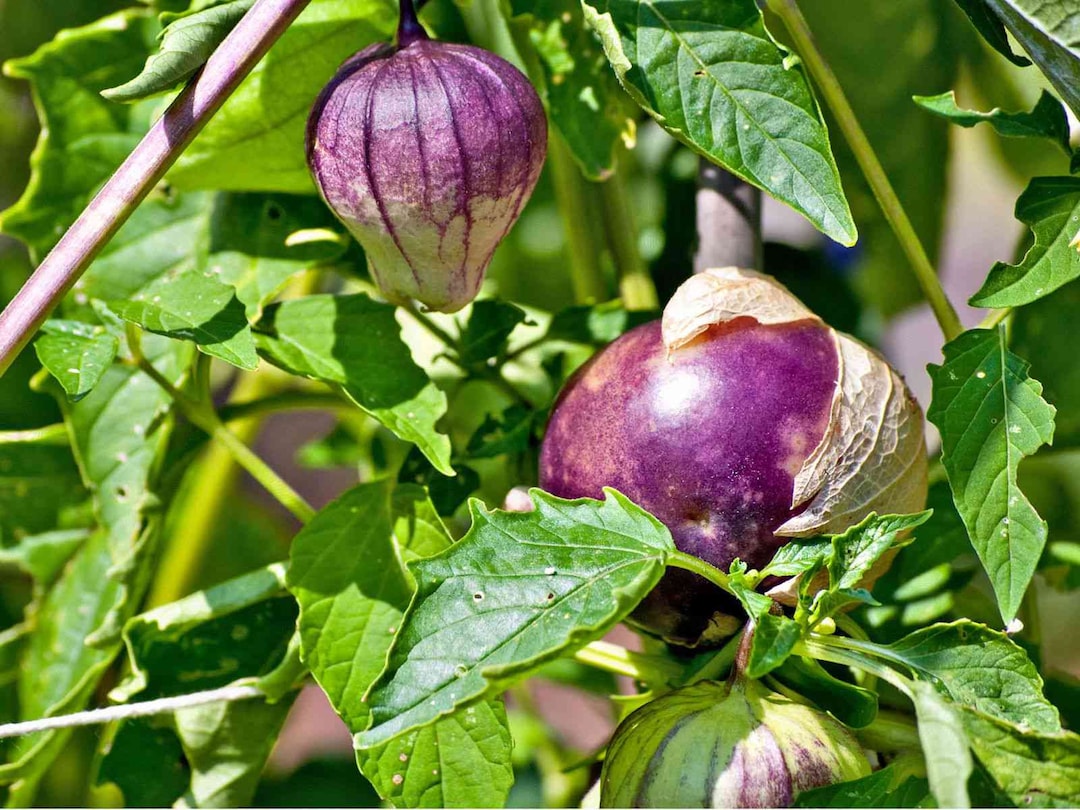 Organic Tomatillo Plant (physalis Philadelphica) Seeds - Etsy