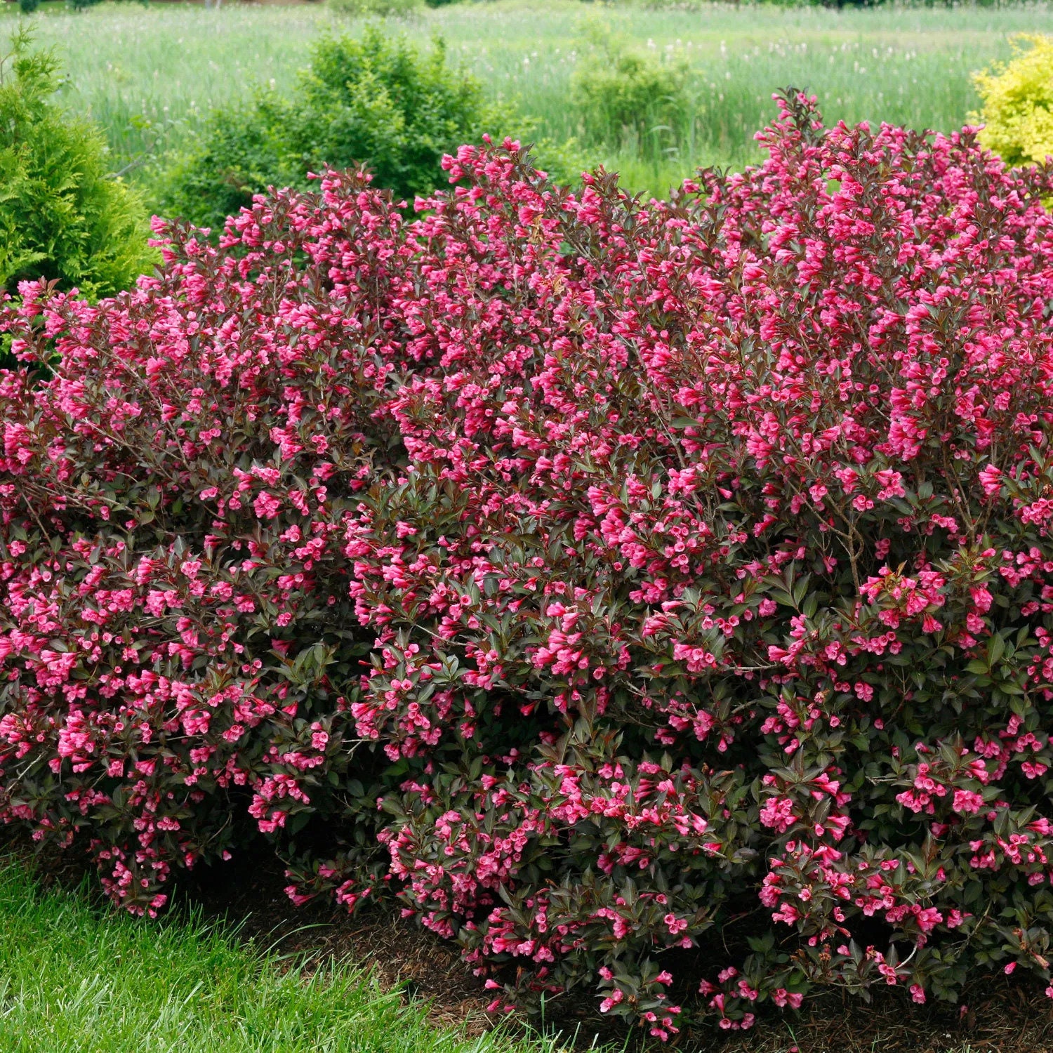Weigela Bush weigela Florida Seeds - Etsy