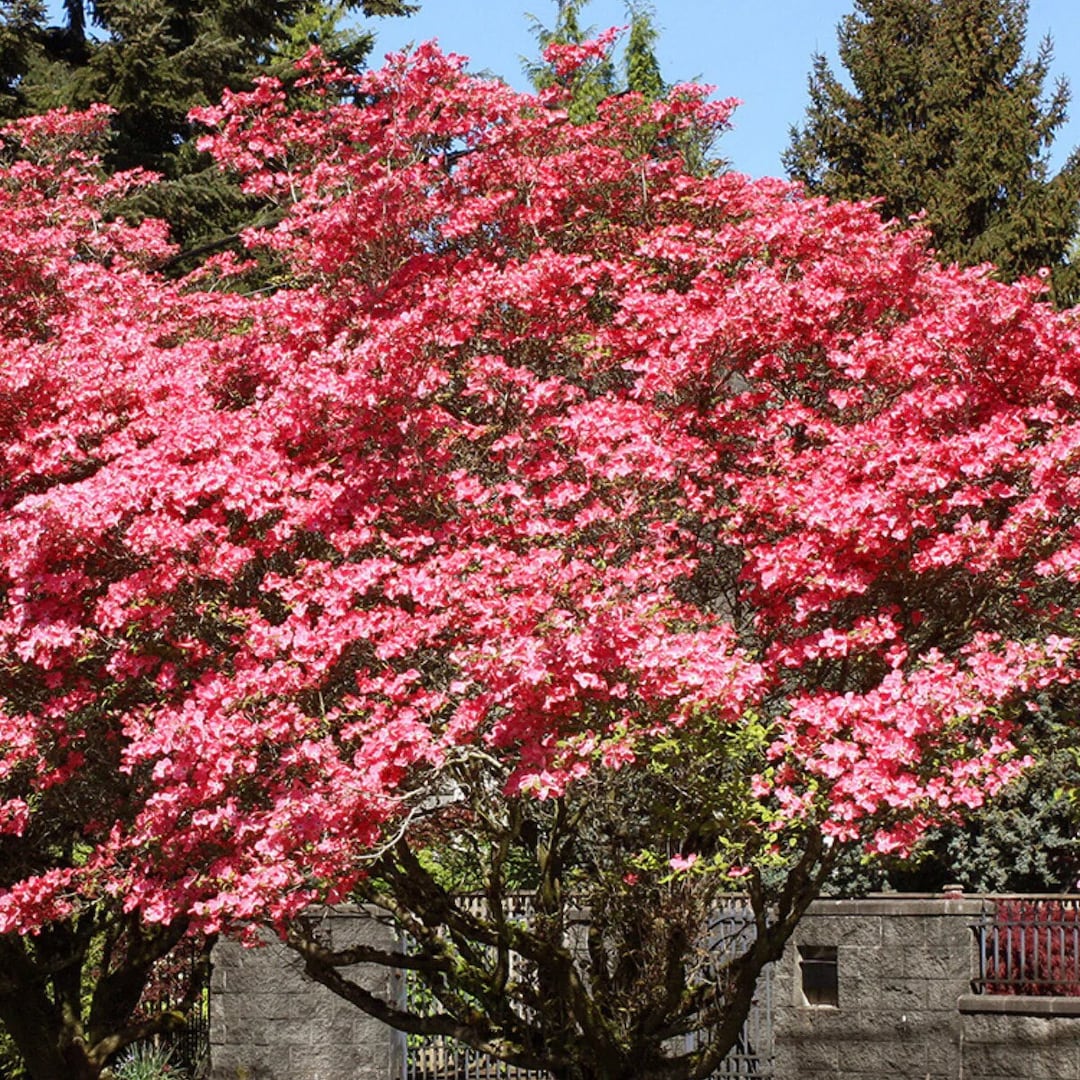 Cherokee Brave Flowering Dogwood Tree cornus Florida 'cherokee Brave ...