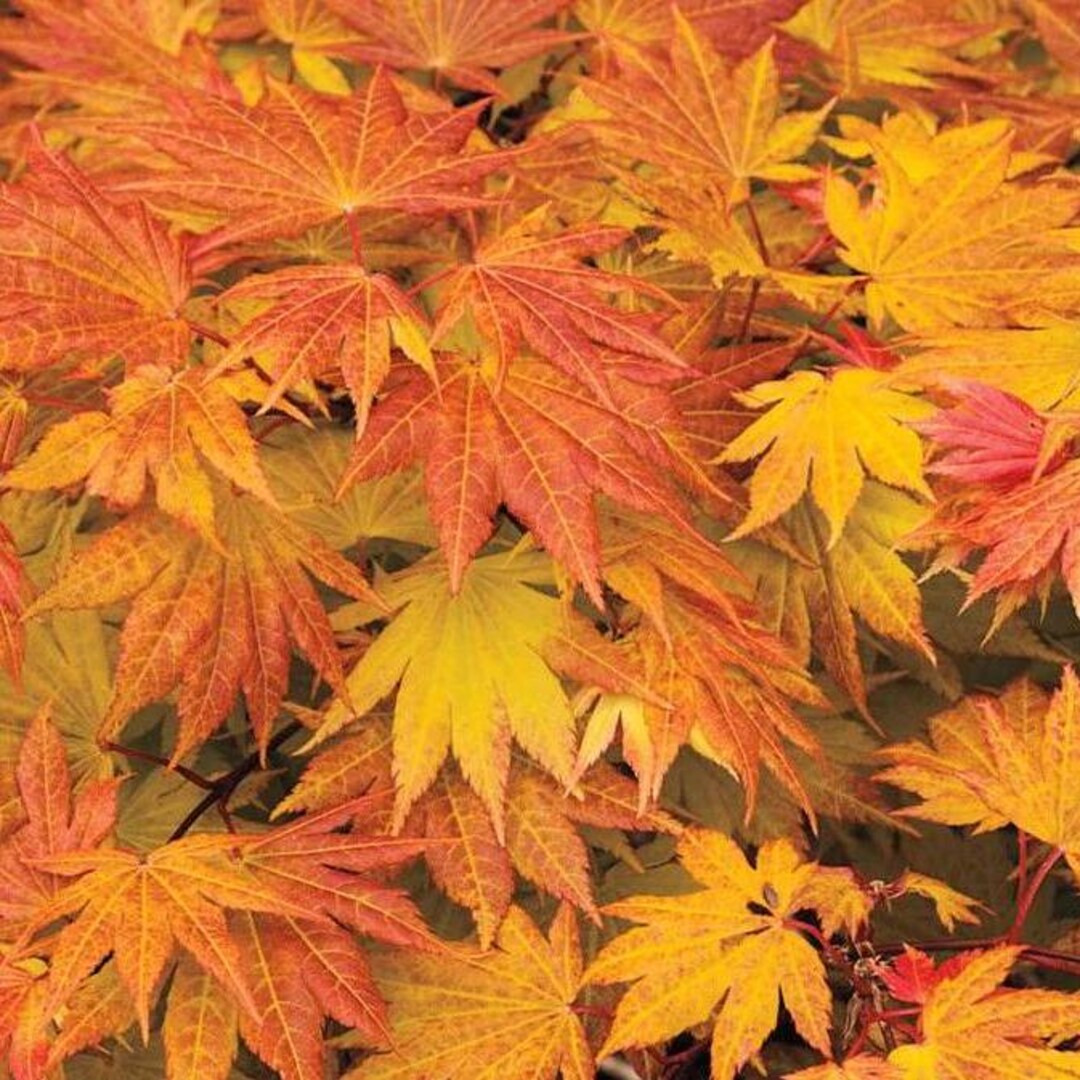 Junihitoe Full Moon Japanese Maple Tree (acer Shirasawanum 'junihitoe ...