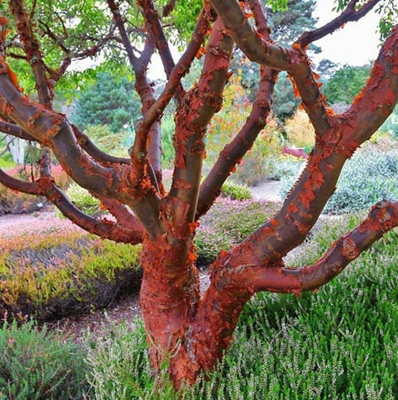 Paperbark Maple Tree (acer Griseum) Seeds - LIMITED BATCH - Etsy