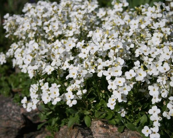 Snow White Rock Cress Groundcover Plant Seeds | Etsy