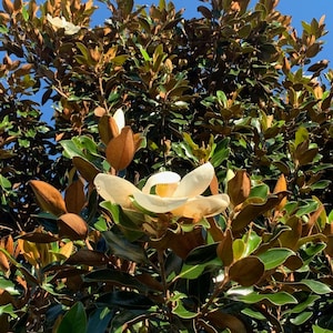 Sweet Magnolia Tree (magnolia Grandiflora) Seeds - Etsy