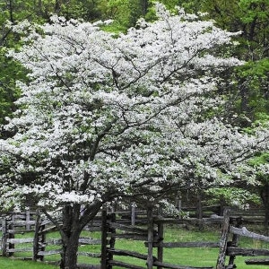 First Lady Flowering Dogwood Tree (cornus Florida 'first Lady') Seeds ...