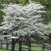 First Lady Flowering Dogwood Tree cornus Florida 'first Lady' Seeds NEW ...