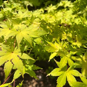 Summer Gold Japanese Maple Tree (acer Palmatum 'summer Gold') Seeds ...