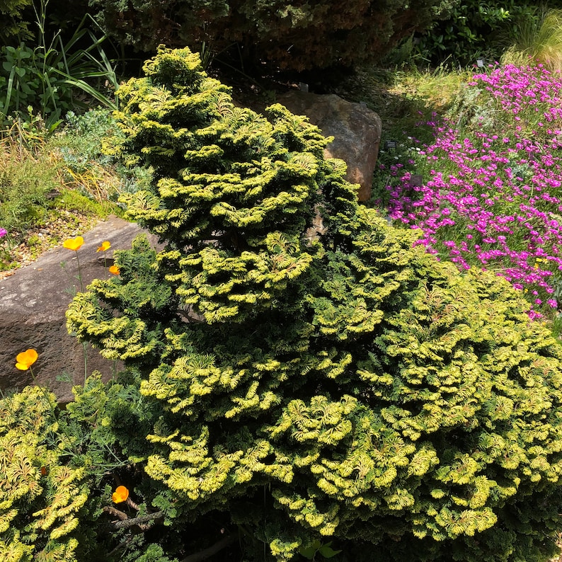 Golden Hinoki Cypress Tree (chamaecyparis Obtusa) Seeds - Etsy